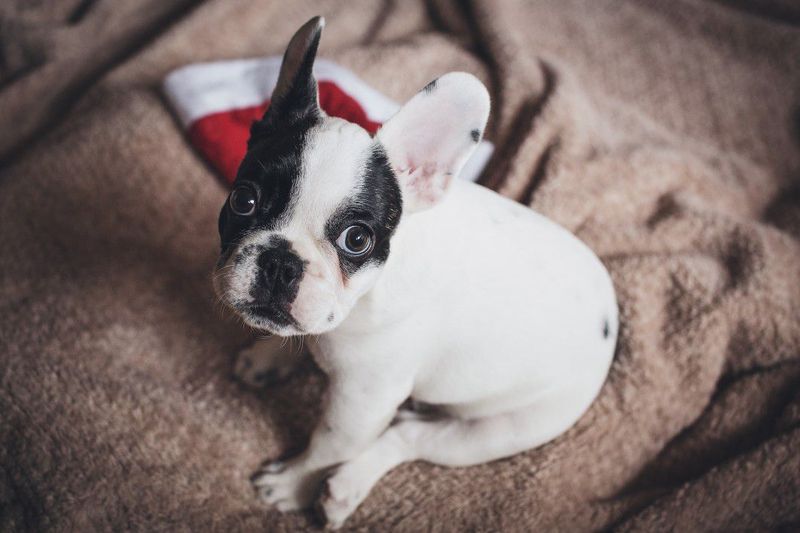 13 dogs whose skin may become irritated when seasons change suddenly