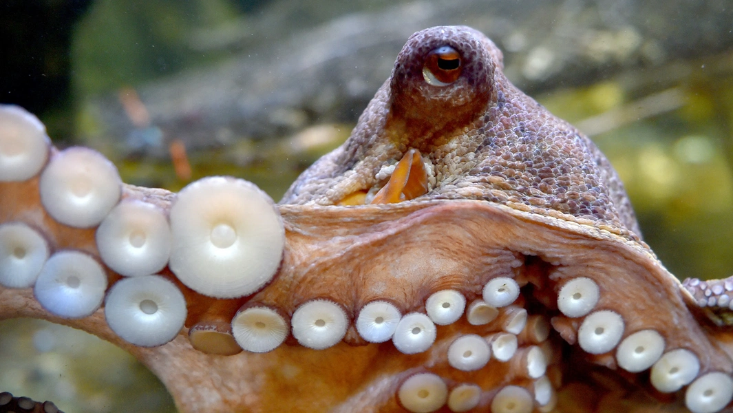 Octopuses use mirrors to hunt hidden prey in scientific first