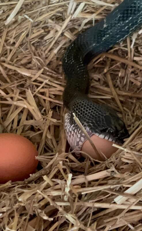 Photo of snake swallowing egg has viewers convinced they're looking at ...