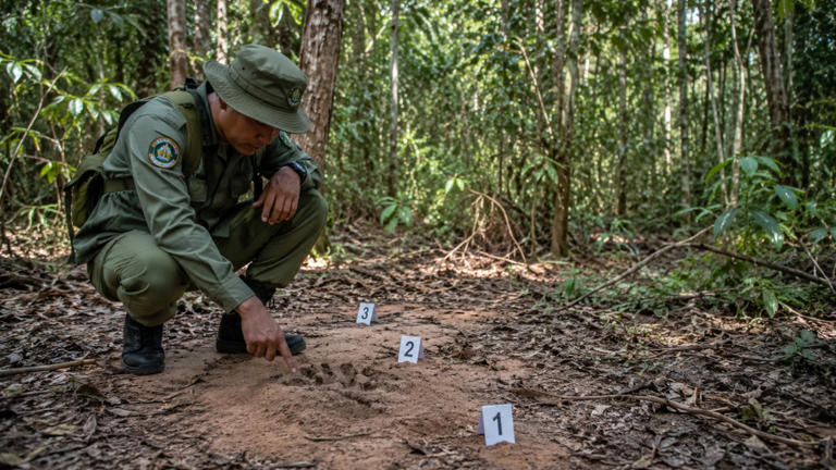 Wildlife crime is becoming a conservation and justice problem