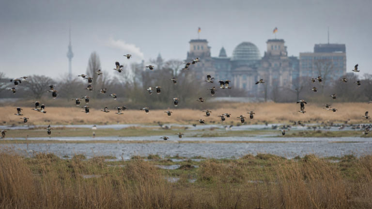 Het natuurdebat over de Europese begroting kan de heropleving van wilde ...