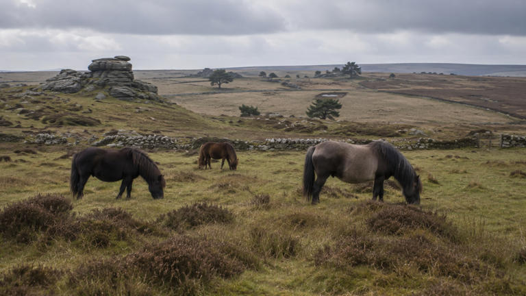 Dartmoor’s pony cull debate shows when conservation rules miss the point