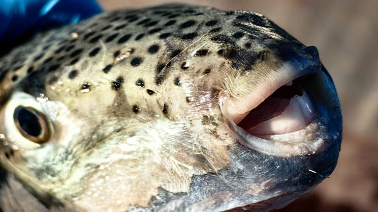 Grèce : inquiétude après des attaques de poissons-globes sur des baigneurs