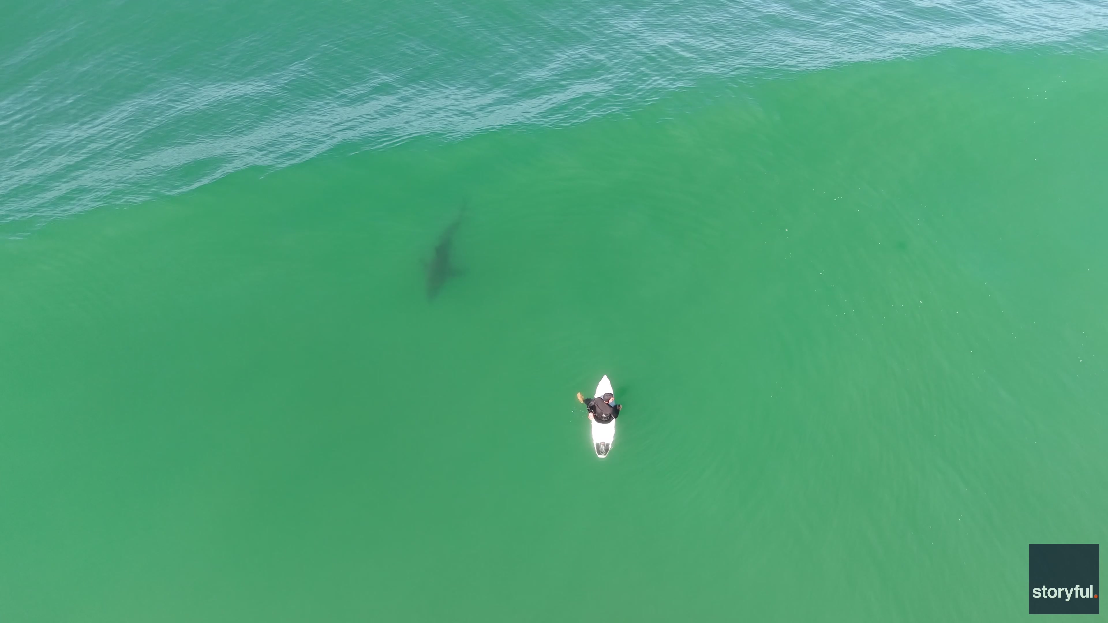 Heart-stopping moment curious shark stalks surfer leaving drone ...