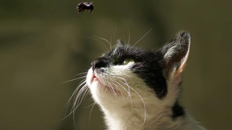 These insects can be life-threatening for cats