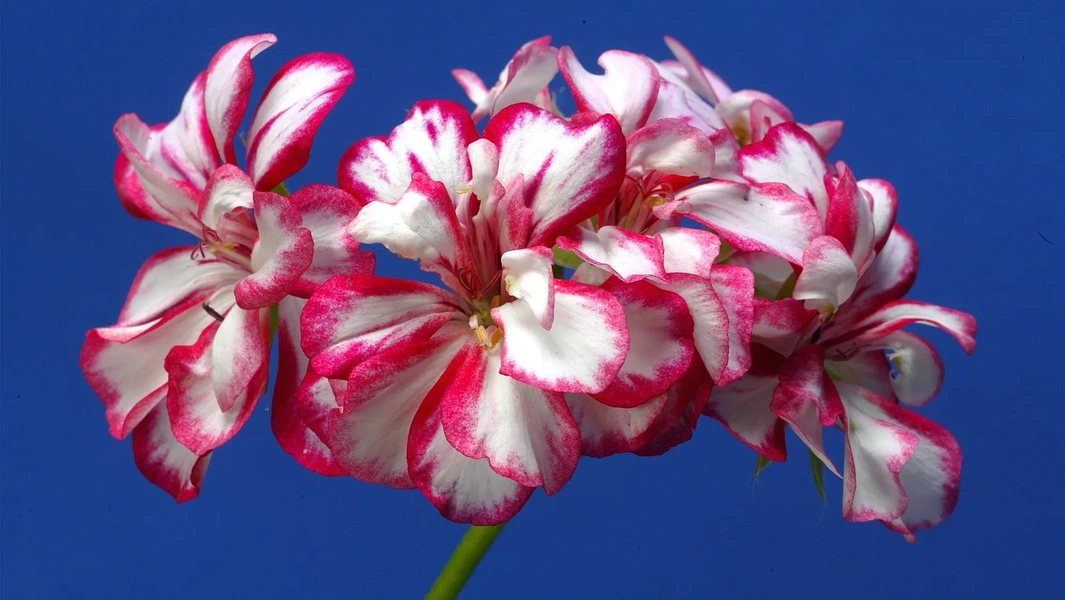 Geranium care tips for endless summer blooms