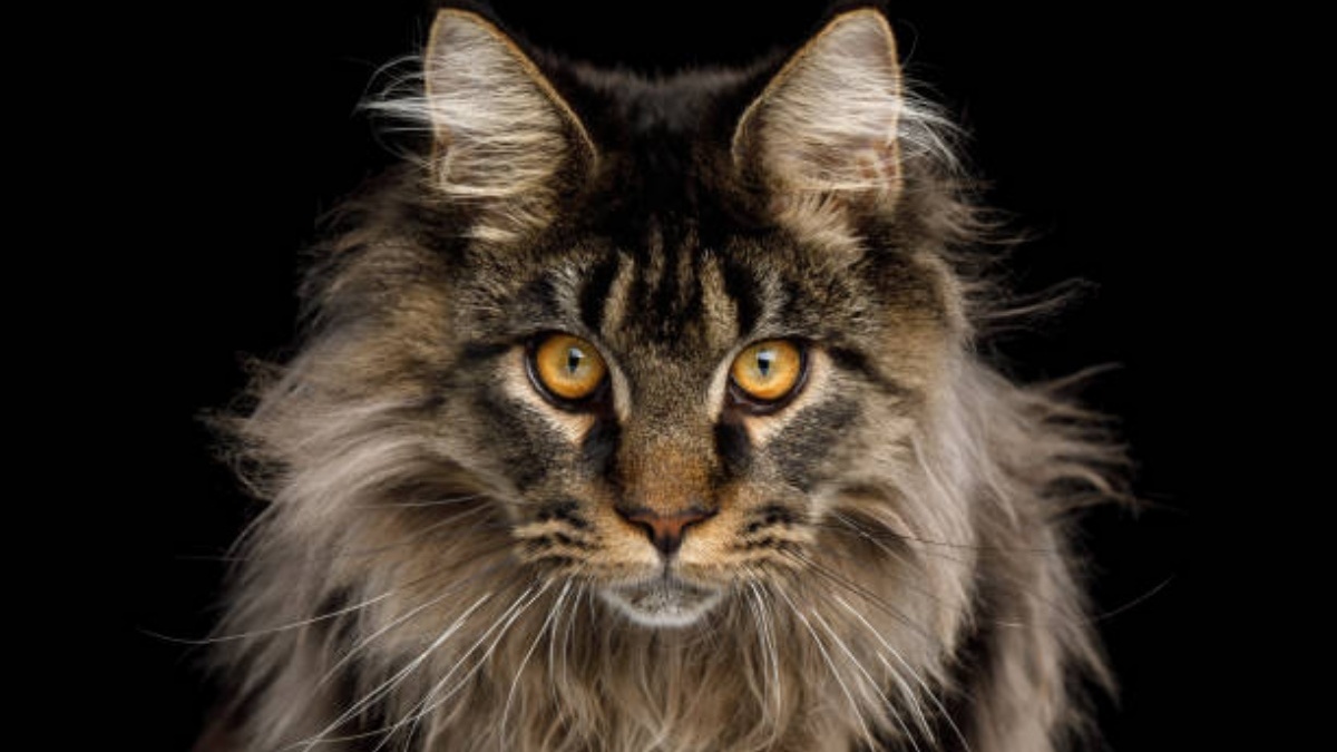Your personality type has a compatible feline: we'll tell you here