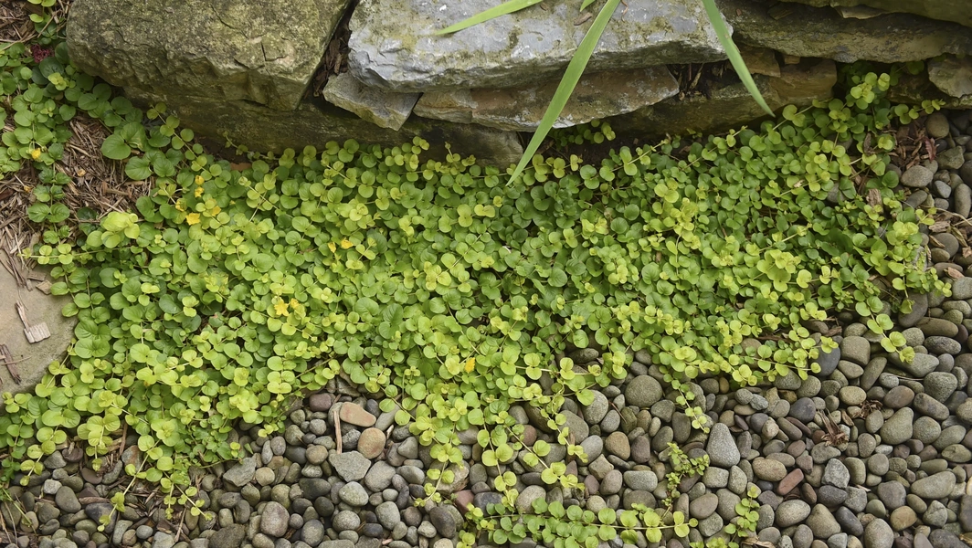 Natural weed control methods for gravel areas