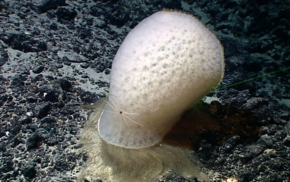 Six deep-sea species prompt creation of new life branches