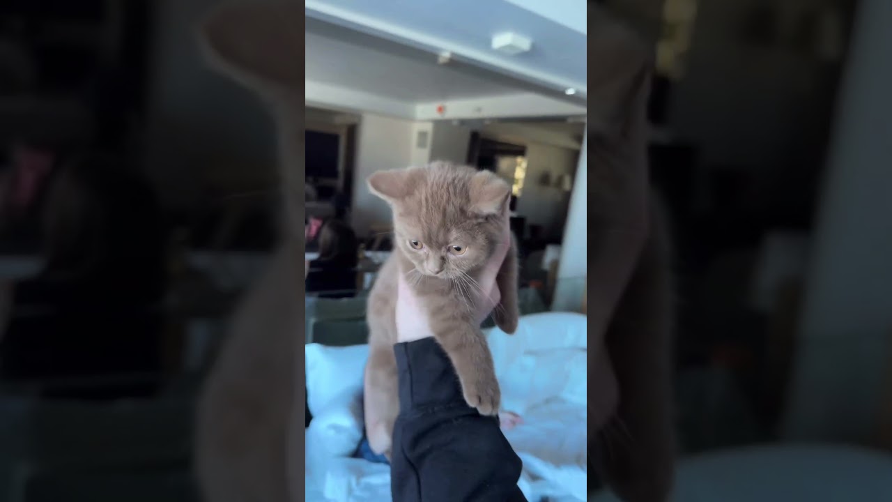Banned from naming cats