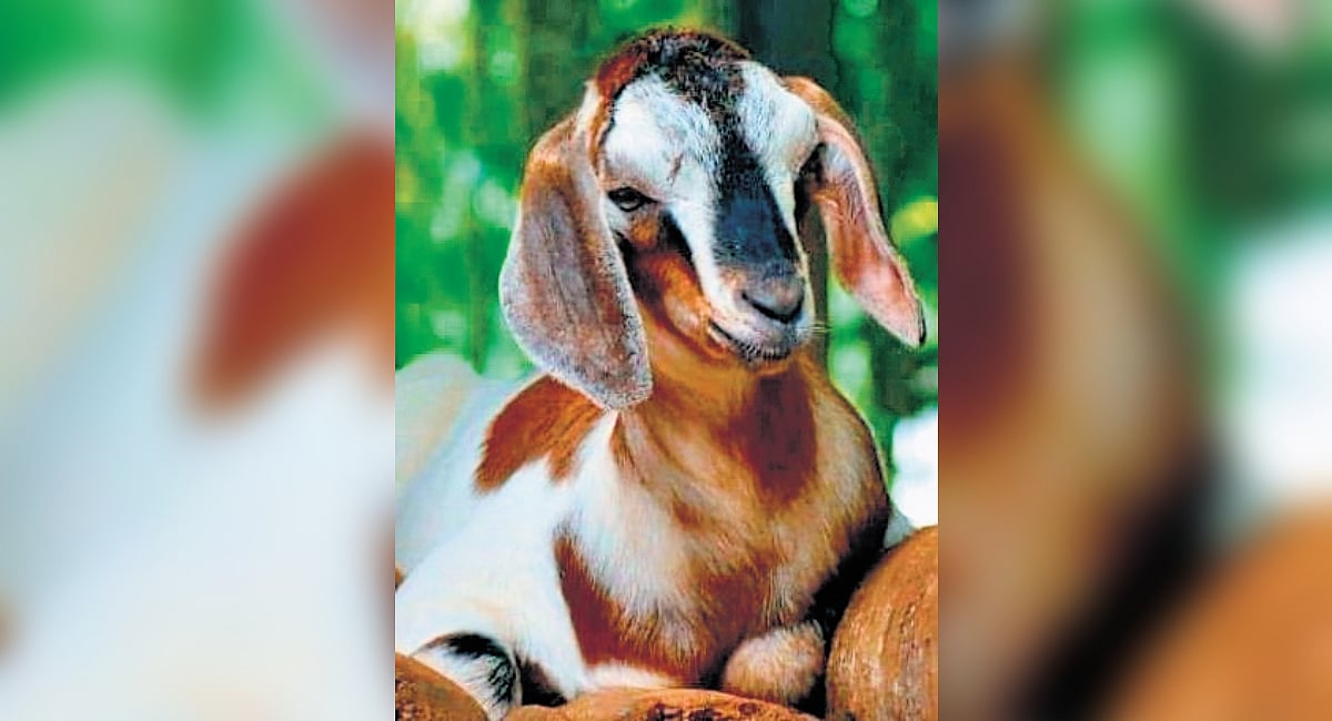 Goats can follow direction of a human voice to find food: Study
