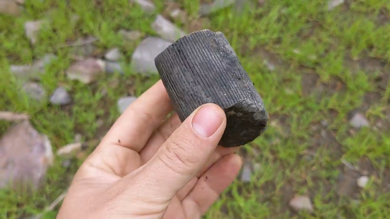 He searched Alabama’s ancient hills - then found 350-million-year-old ...