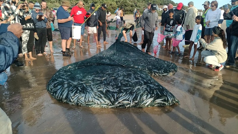 R1,200 a crate: Sardine run gathers pace along KZN coast