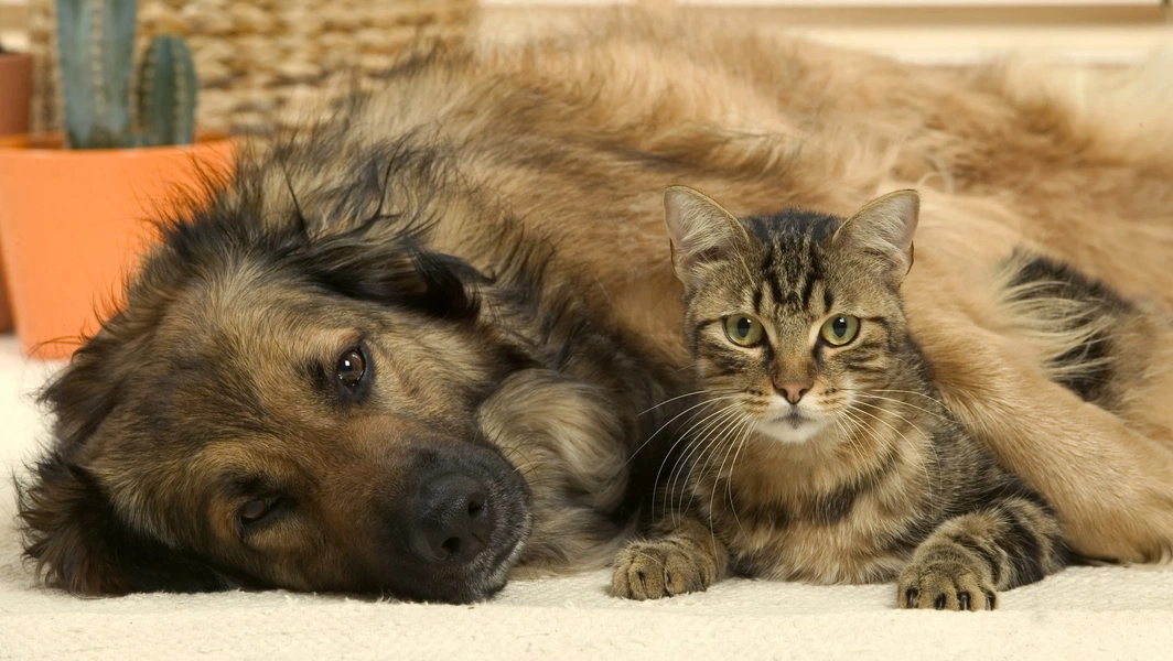 8 inspiring tales of stray cats finding homes