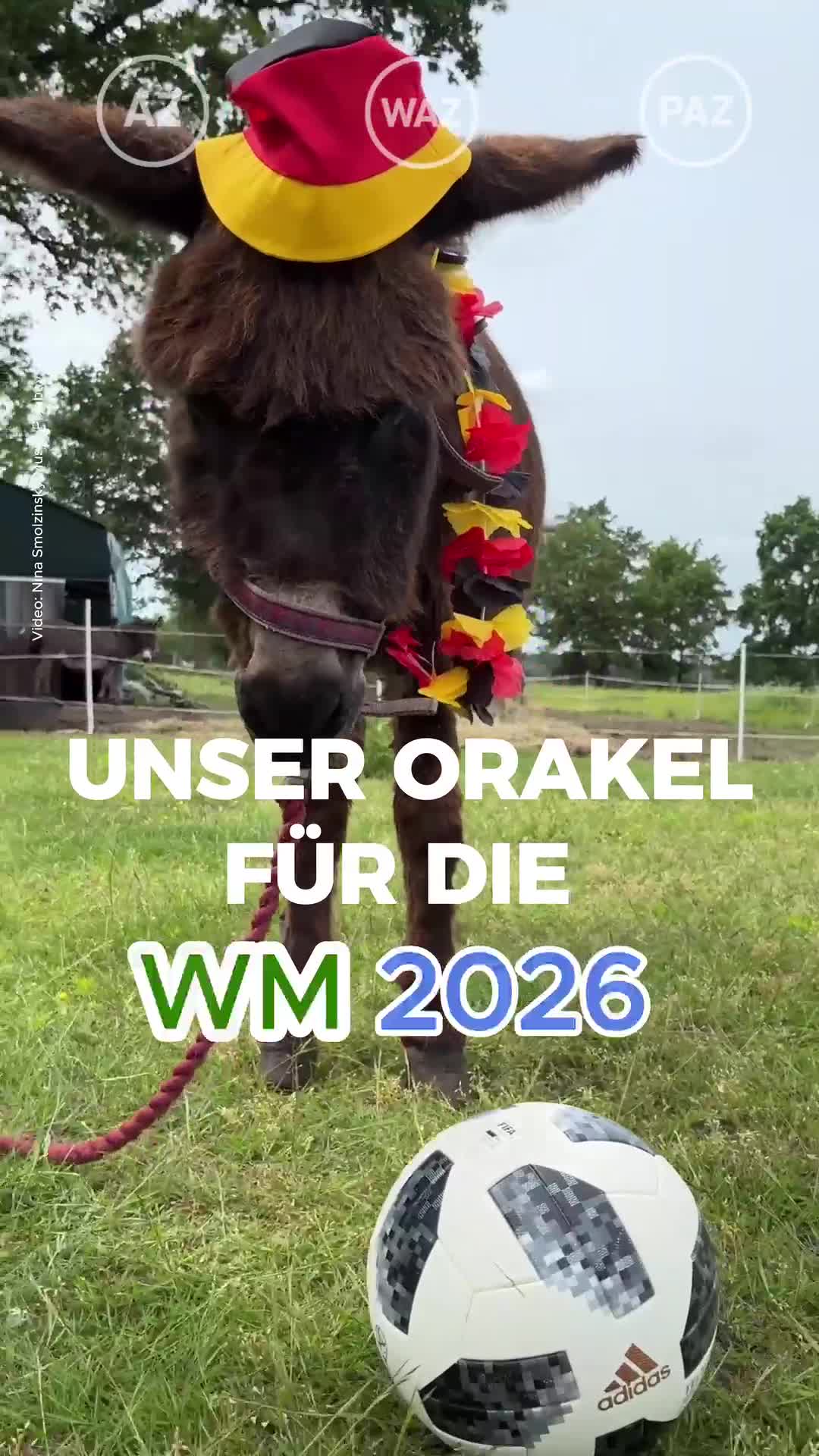 Drittes Spiel der DFB-Elf: So tippt der Müdener Esel Mup das Spiel ...