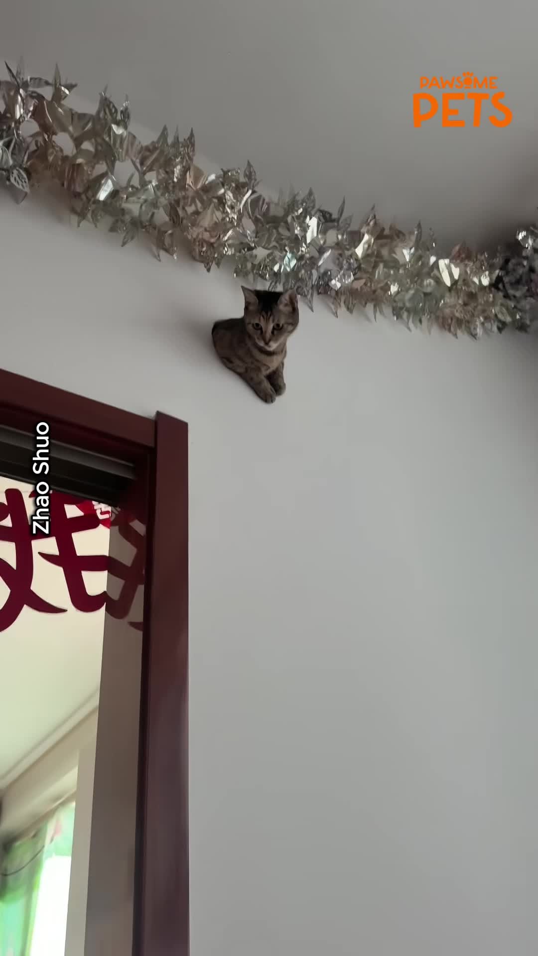 Owner does a double take after cat gets stuck in odd position