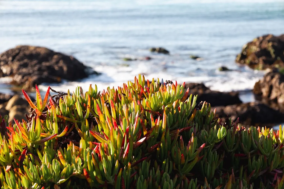 The massive kelp forests off the Pacific coast – and why we need to ...