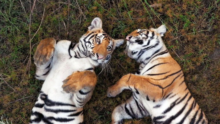 Tiger caught on film babysitting another mother's cubs in the wild for ...