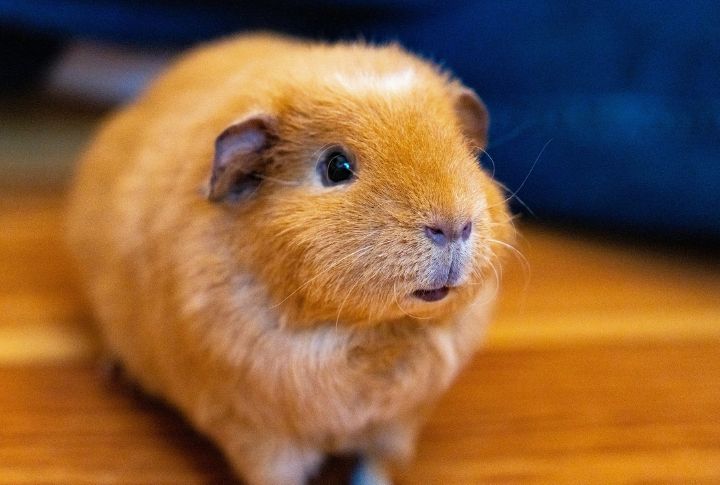 10 reasons guinea pigs make the perfect companion