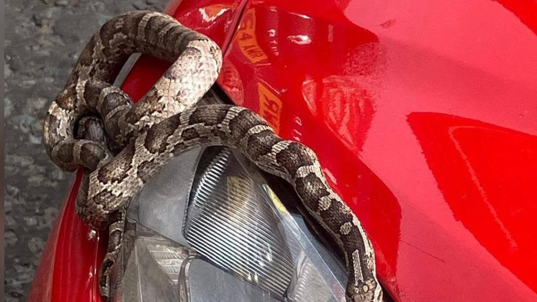 Snake takes surprise trip to seaside in car engine