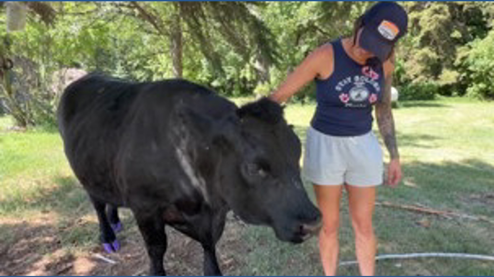 Daisy the porch cow becomes internet sensation