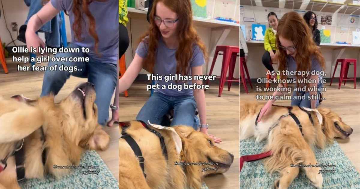 Therapy dog helps young girl overcome her fear of dogs