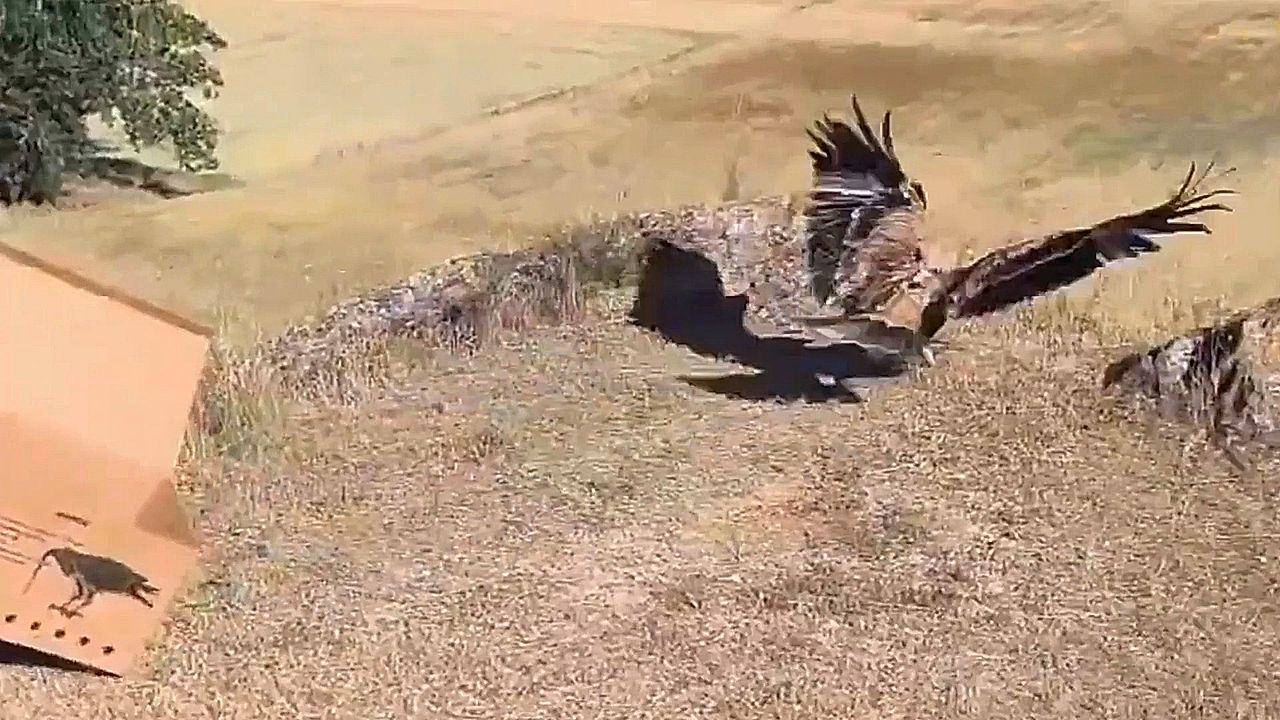 Conservationists in Spain release Spanish imperial eagle after 6-month ...
