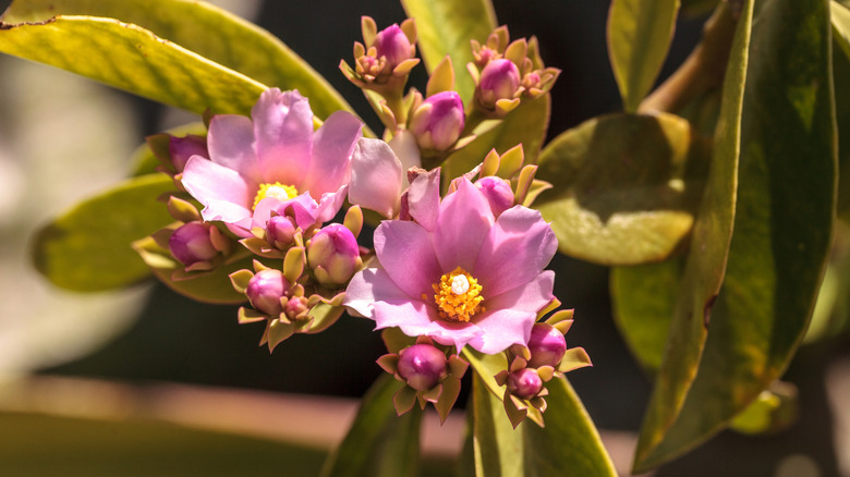 16 types of cacti to grow around your home for extra security