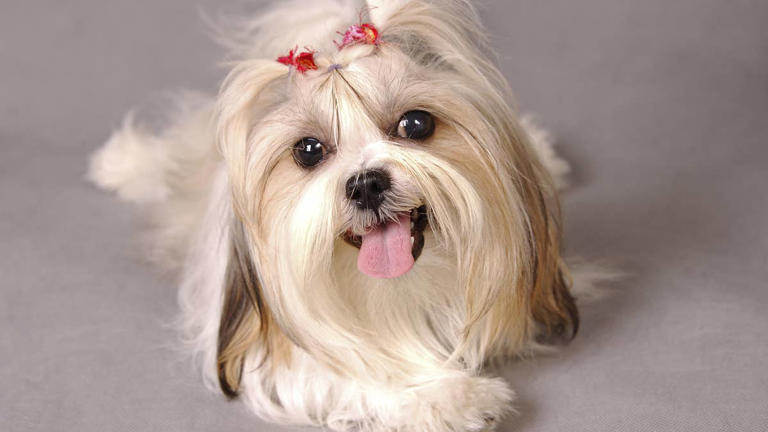 Shih-Tzu treated to most extra Texas Roadhouse birthday—he only had ...