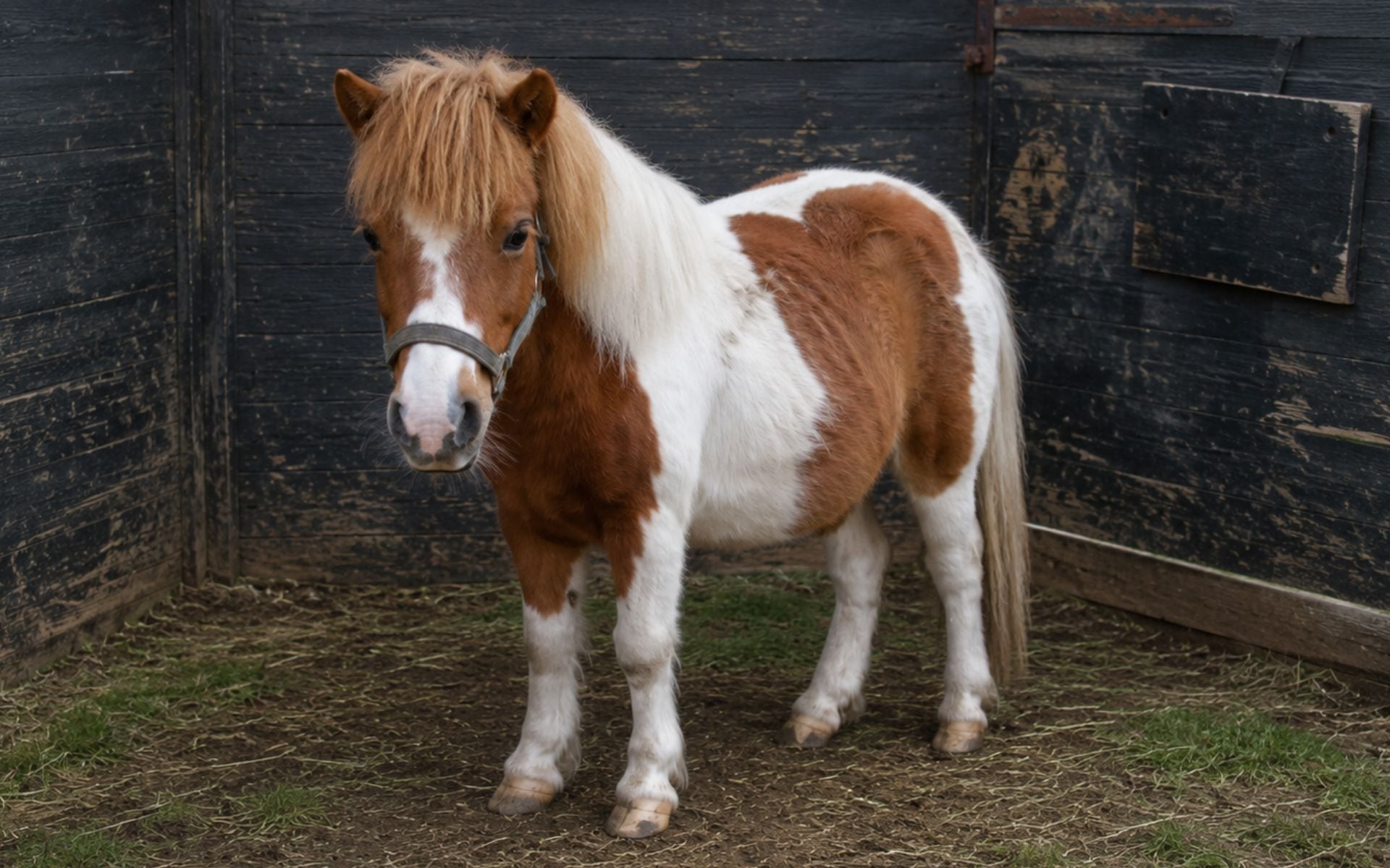 Robó un pony pero quiso venderlo y lo encontraron: lo había publicado ...