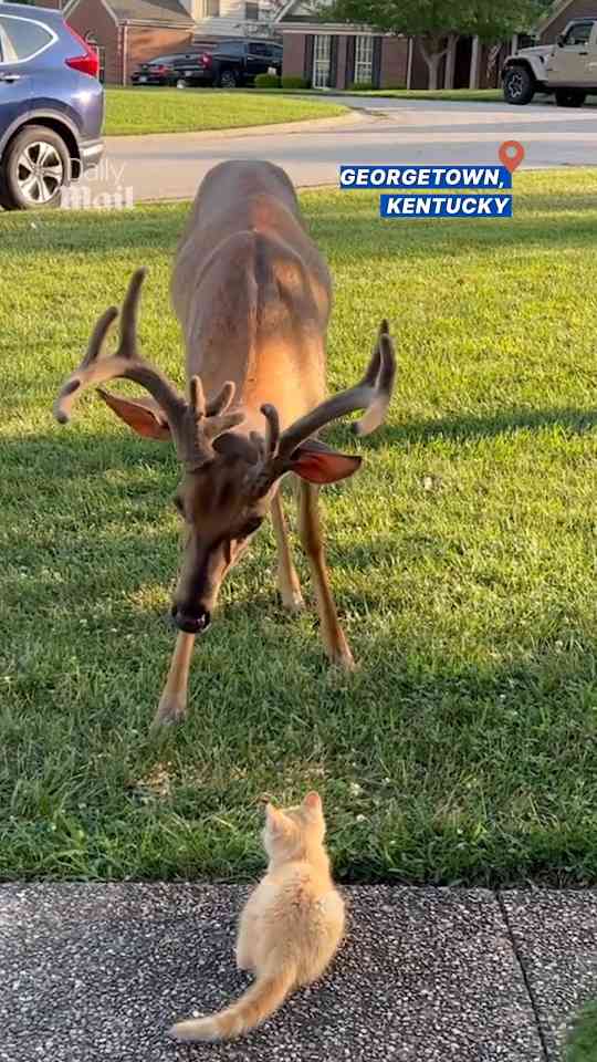 Kitten and deer form heartwarming friendship