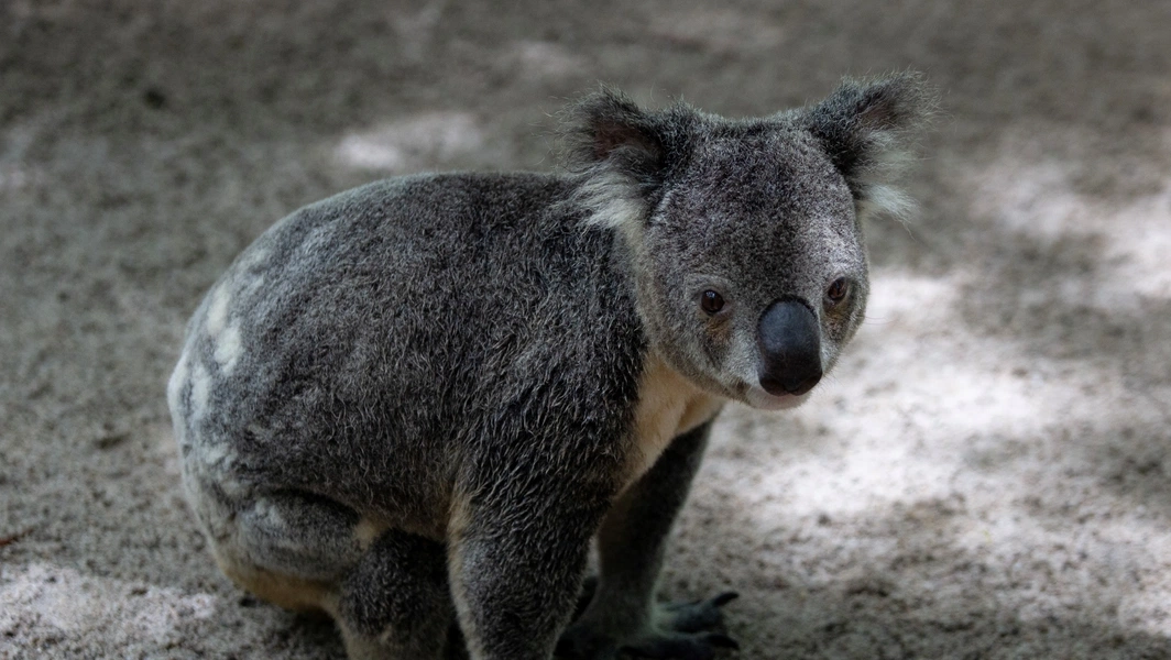 11 harmless Australian animals and conservation efforts