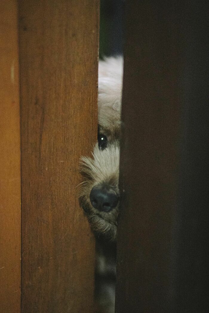 A dog expert explains the meaning behind 17 common canine habits