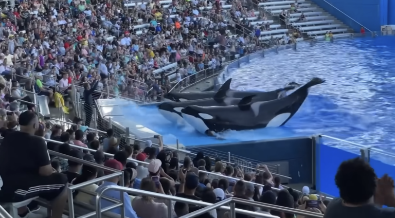 The Sea World tragedy: Dawn Brancheau’s terrifying last performance