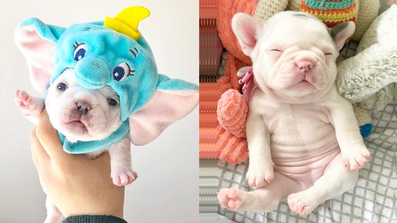 Dumbo cuteness meets deep puppy dreams