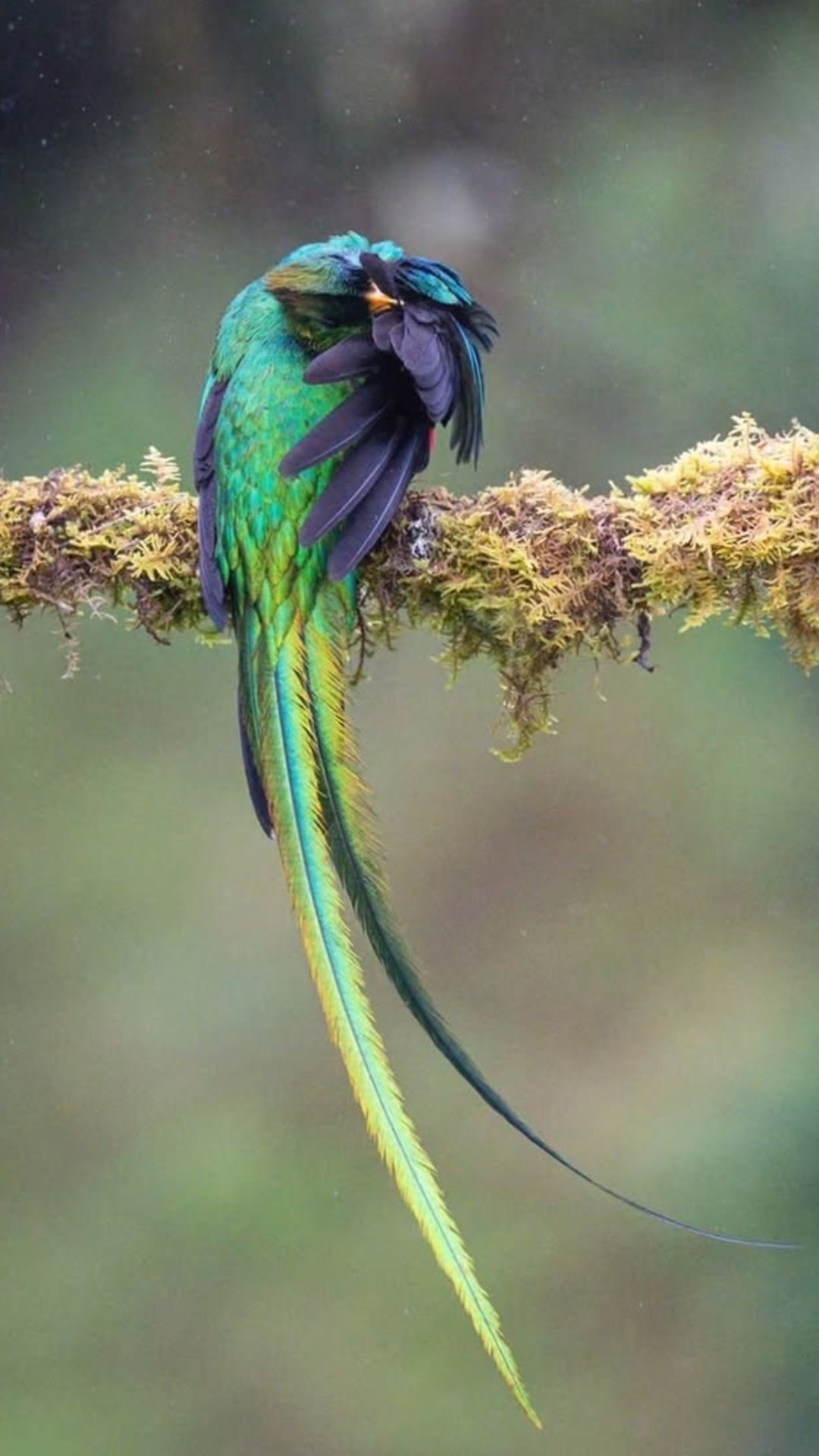 The legendary quetzal: One of the most beautiful birds in the world