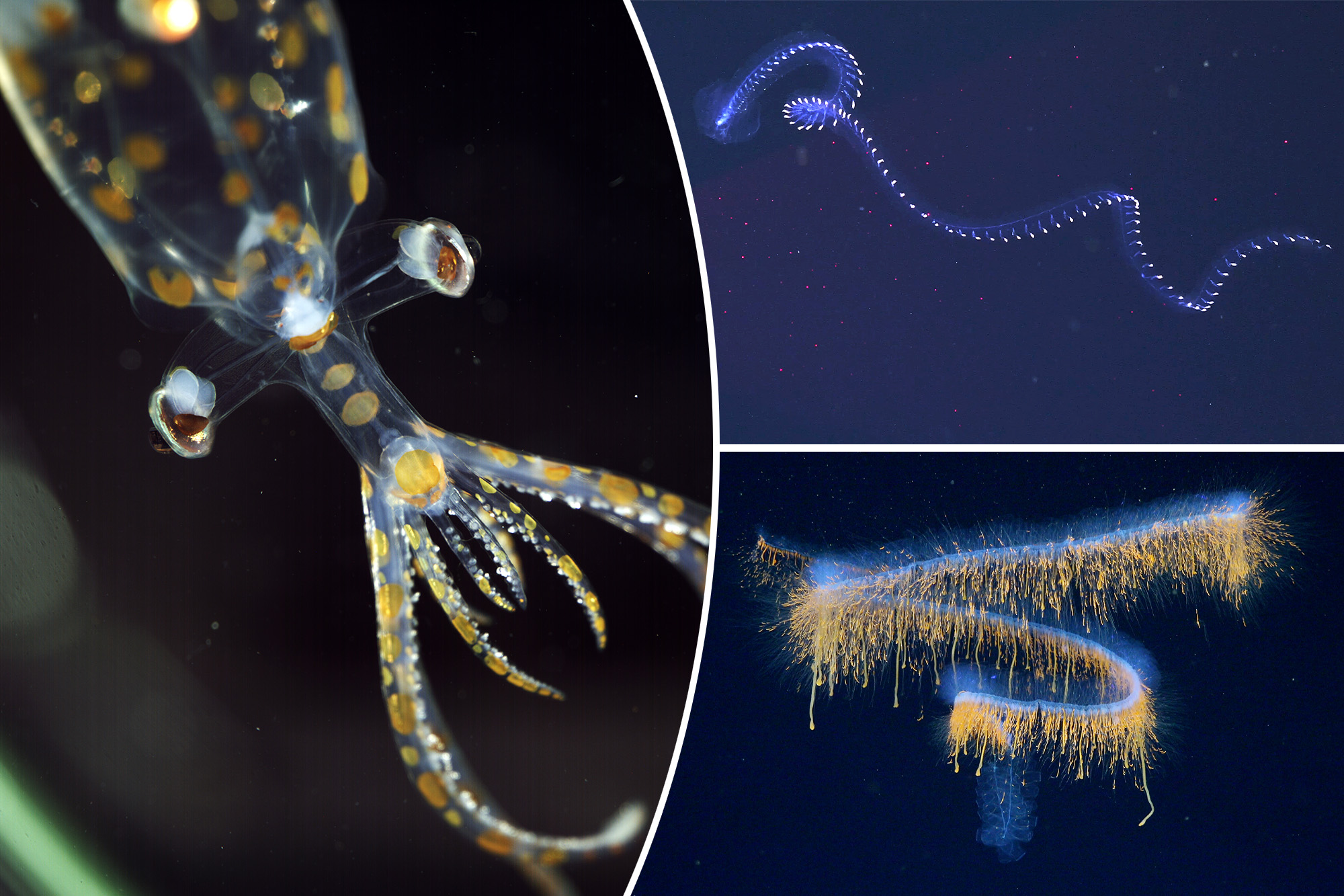 Dozens of otherworldly new deep-sea critters discovered — including ...