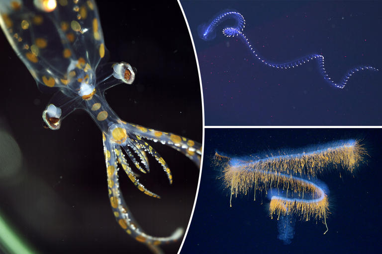 Dozens of otherworldly new deep-sea critters discovered — including ...