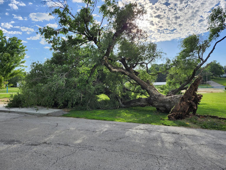 Windstorm topples beloved ‘Soul Tree’ in Atchison’s LFM Park