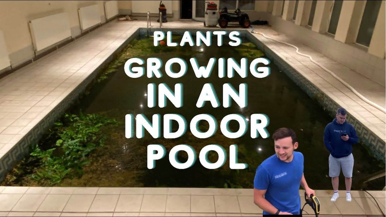This video shows how an indoor jungle pool gets restored
