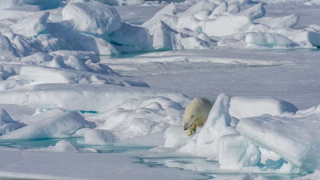 Climate change and rising polar bear encounters