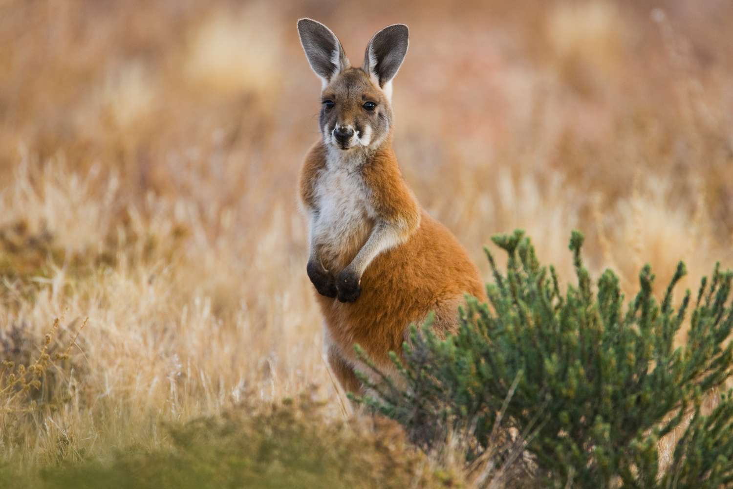 Runaway kangaroo spotted in Montreal after escaping illegal captivity