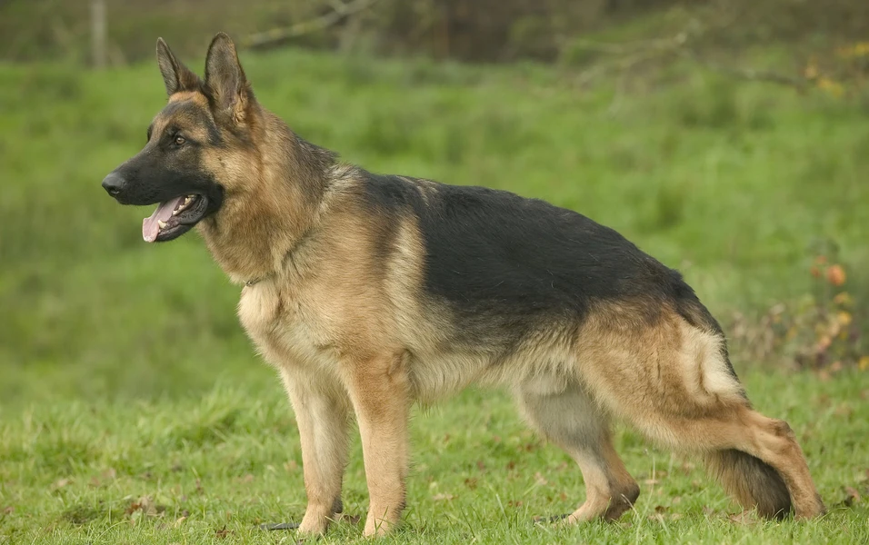 Finding the perfect gentle guard dog for family life