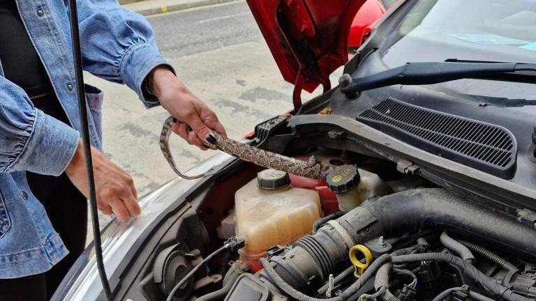 Snake takes surprise trip to seaside in car engine