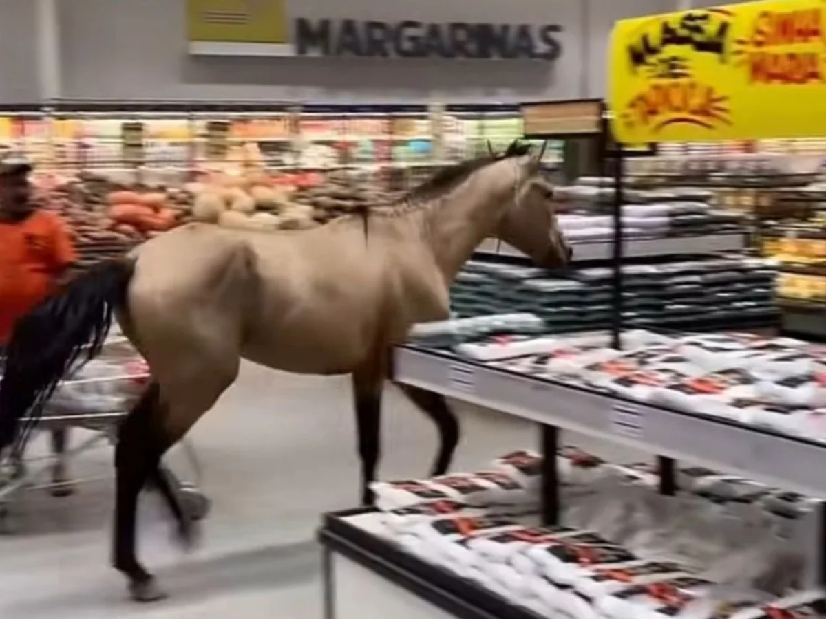 Cavalo é flagrado passeando pelos corredores de supermercado no Recife