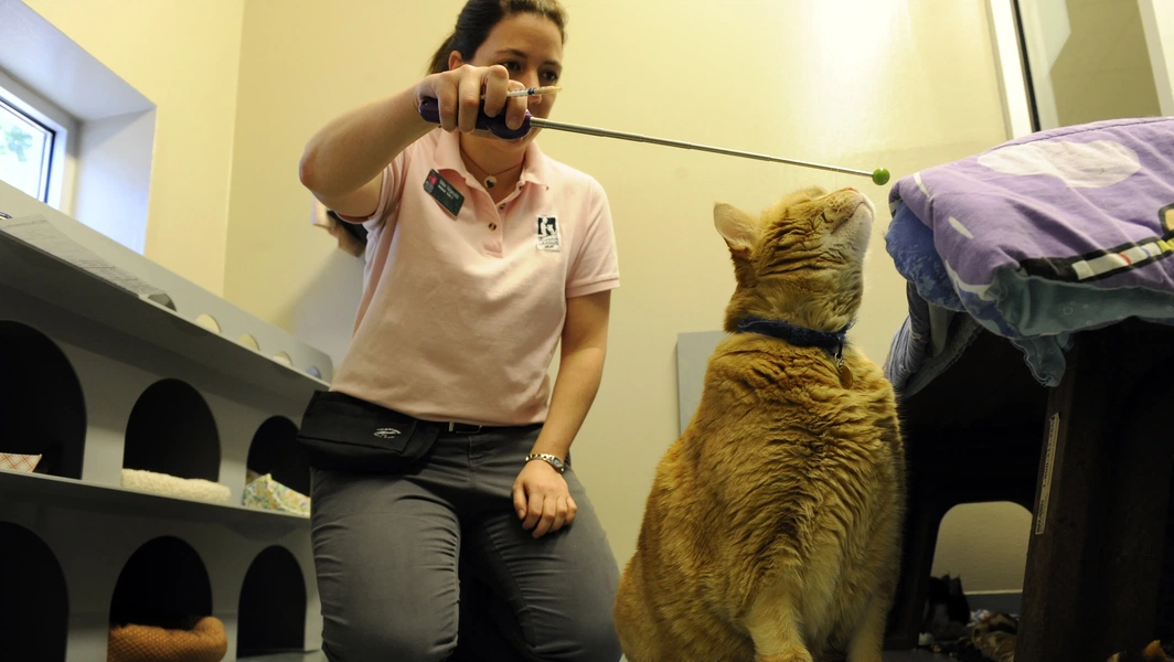 Effective training techniques and fun tricks for cats