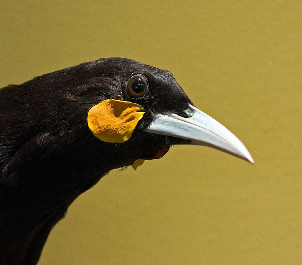 How a royal visit sparked a feather trend that killed New Zealand’s huia