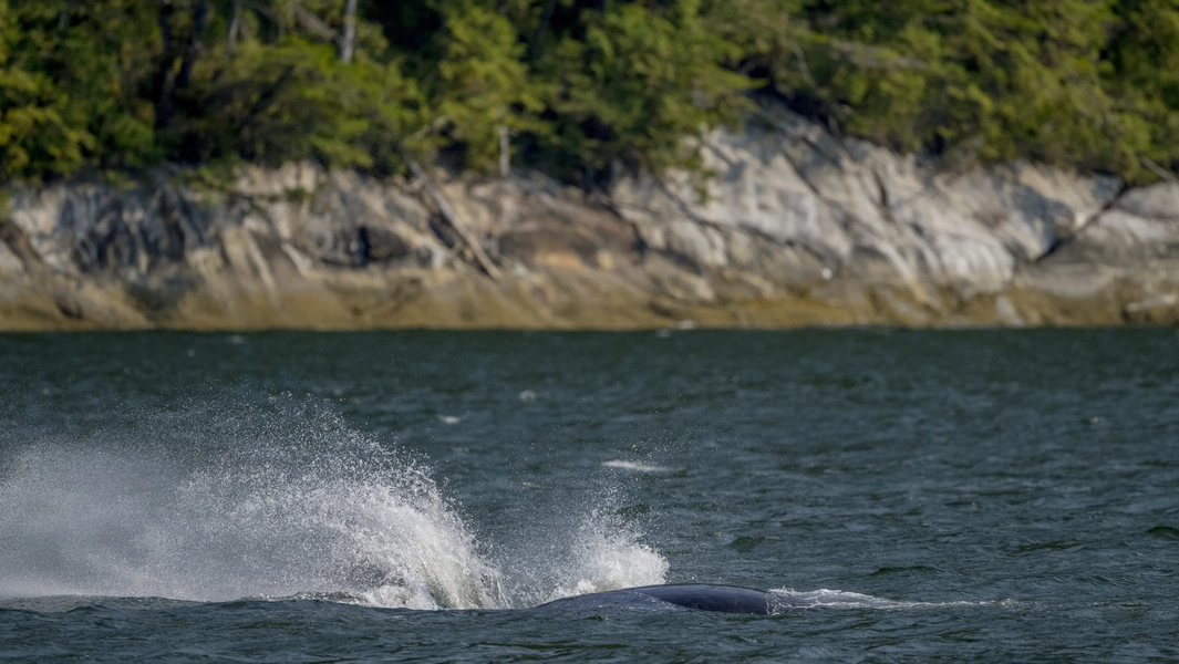 17 loudest animals and their remarkable calls