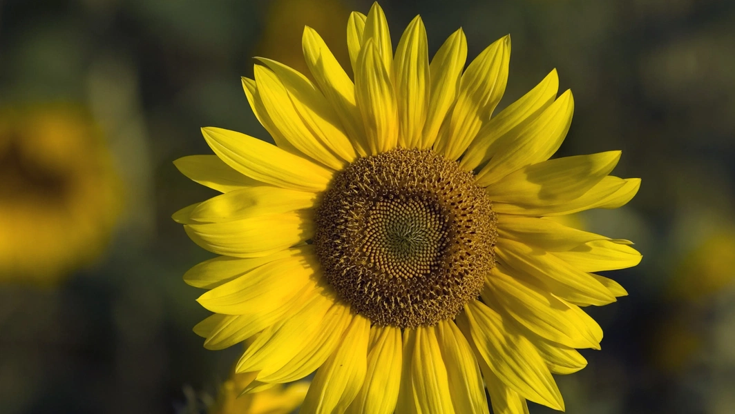 12 plants with astonishingly large flowers