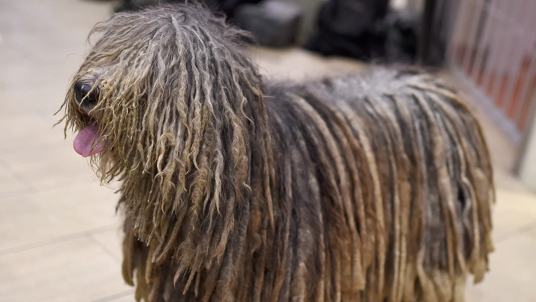 8 rare and unique dog breeds
